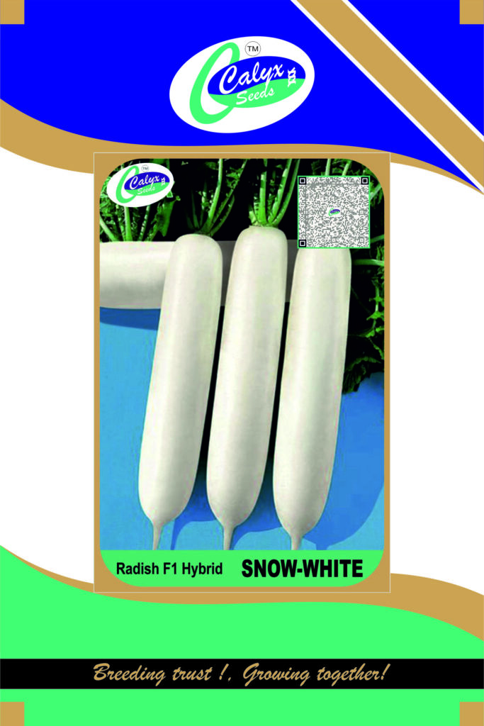 Radish F1 Hybrid: SNOW WHITE – Calyx Seeds